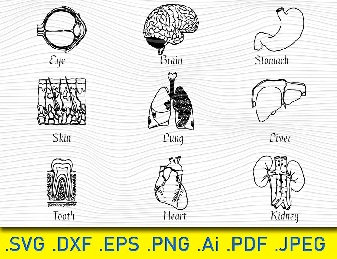 9 Human's Organs Svg BUNDLE, Organs Svg, Anatomy Svg,brain Svg,heart ...