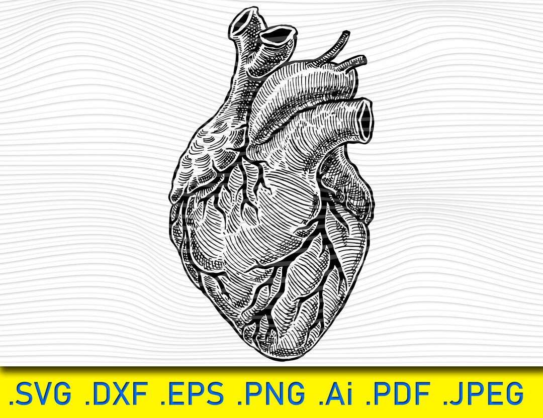 Anatomical Heart Svg, Heart Svg, Human Heart Clip Art Decal, Heart ...