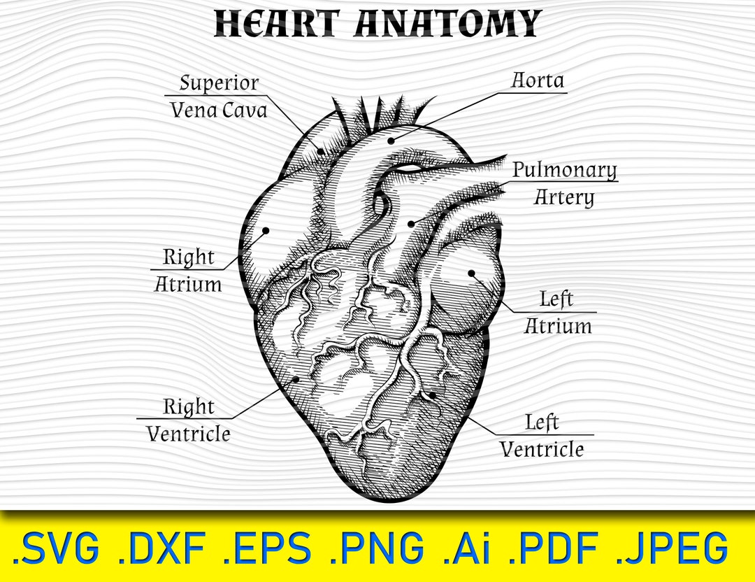 Heart Anatomy With Graphic Design, Anatomical Heart Svg, Heart Svg ...
