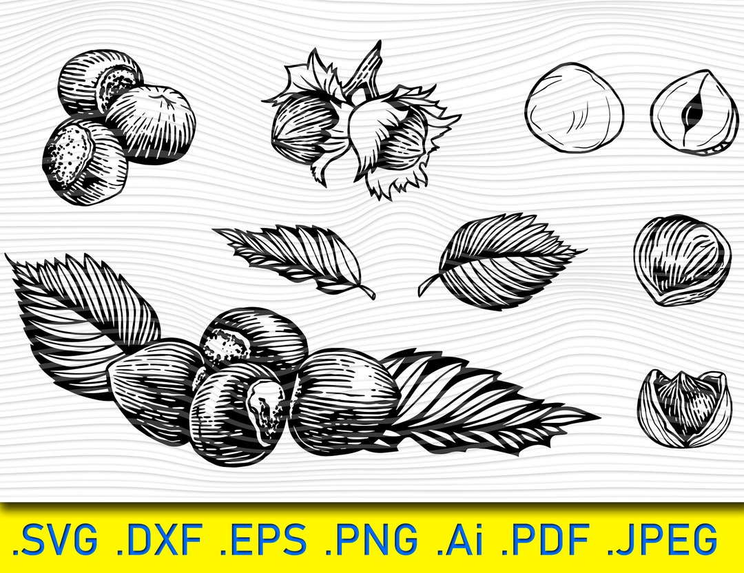 Hazelnut Engraving, Closed Opened Nuts, Natural Organic Nuts Elements ...
