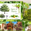 Parts of a Plant Botany Pack Montessori Culture Nature Study Posters ...