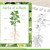 Parts of a Plant Botany Pack Montessori Culture Nature Study Posters ...
