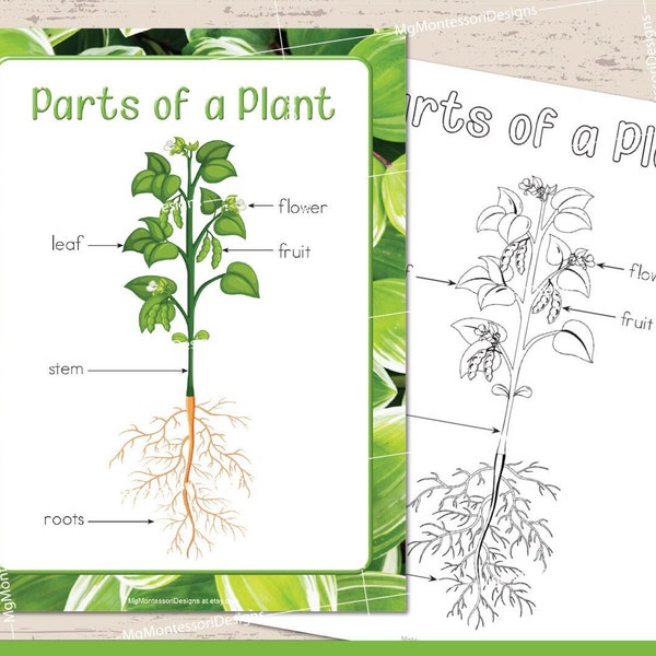 Parts of a Plant Anchor Chart - Etsy Canada