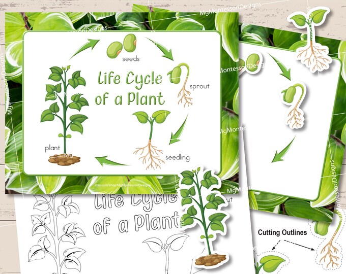 Life Cycle of a Plant Botany Pack Montessori Culture Nature Study ...