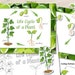 Life Cycle of a Plant Botany Pack Montessori Culture Nature Study ...