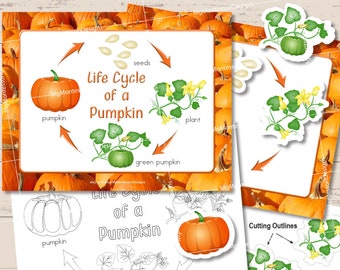 Life Cycle of A Pumpkin Worksheets & Teaching Resources. - Etsy