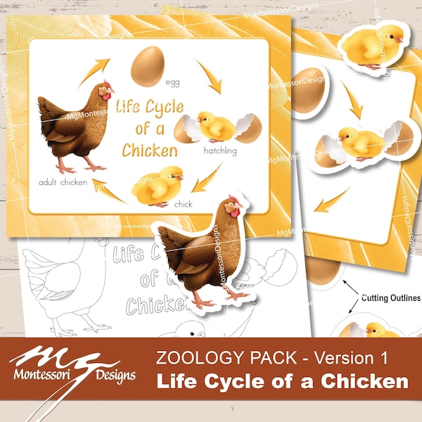 Life Cycle Chicken Flash Cards - Etsy Australia