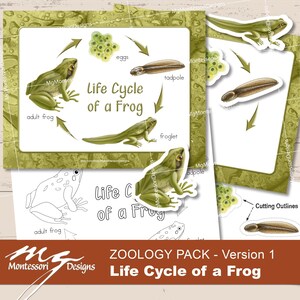 Life Cycle of a Frog Zoology Pack Montessori Culture Nature Study ...