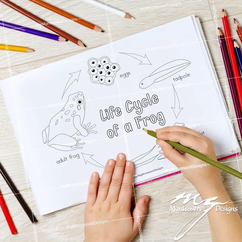 Life Cycle of a Frog Zoology Pack Montessori Culture Nature Study ...