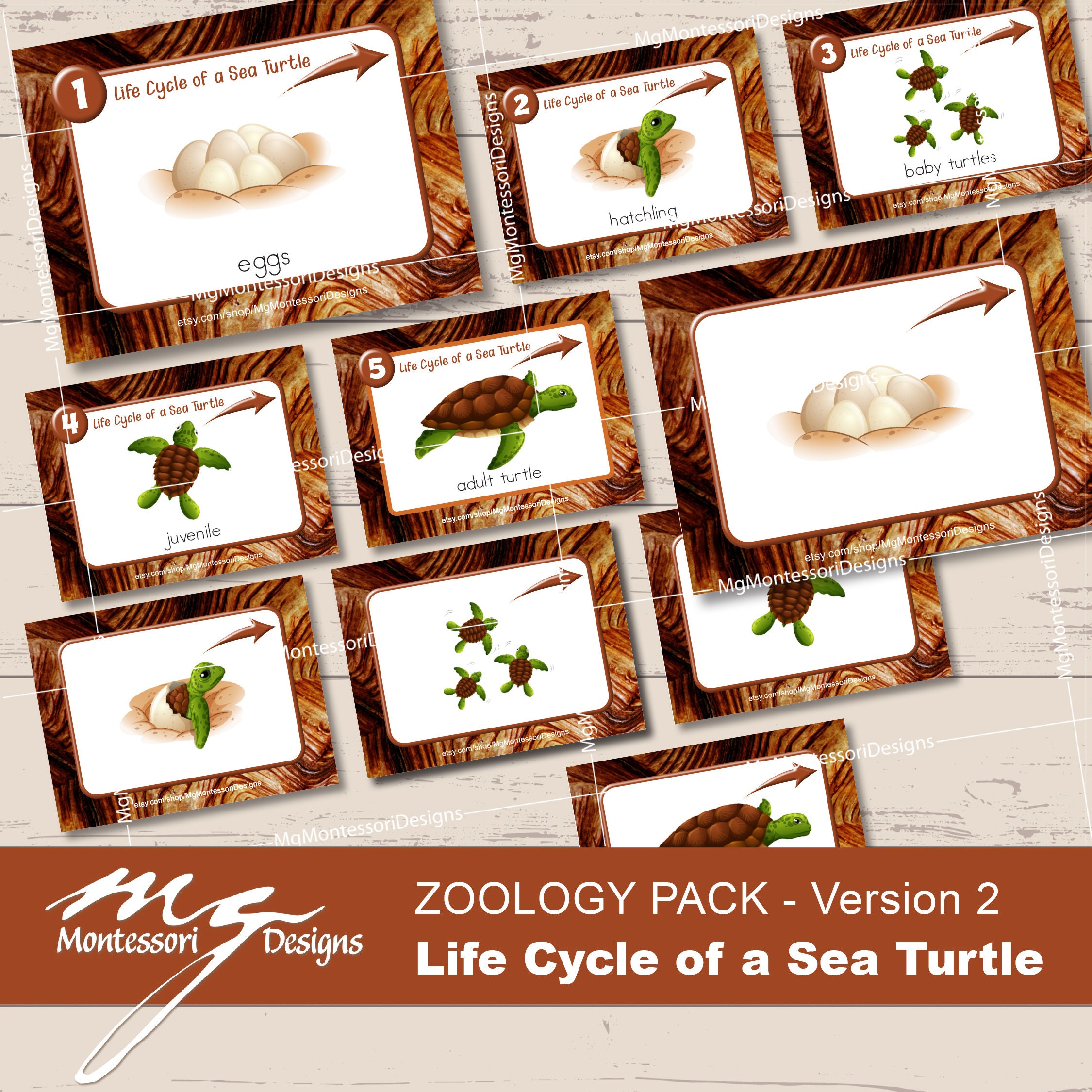 Life Cycle of a Sea Turtle Zoology Pack Montessori Culture Nature Study ...