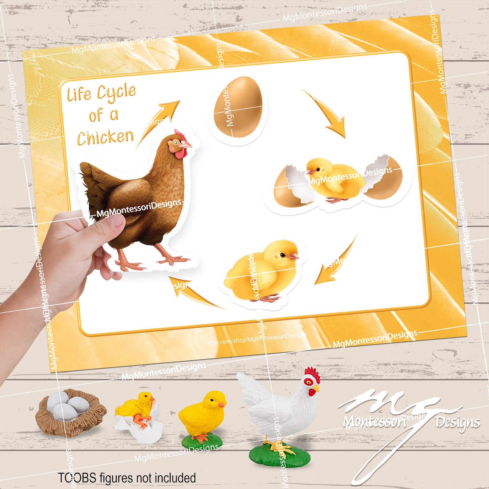 Life Cycle of a Chicken Zoology Pack Montessori Culture - Etsy