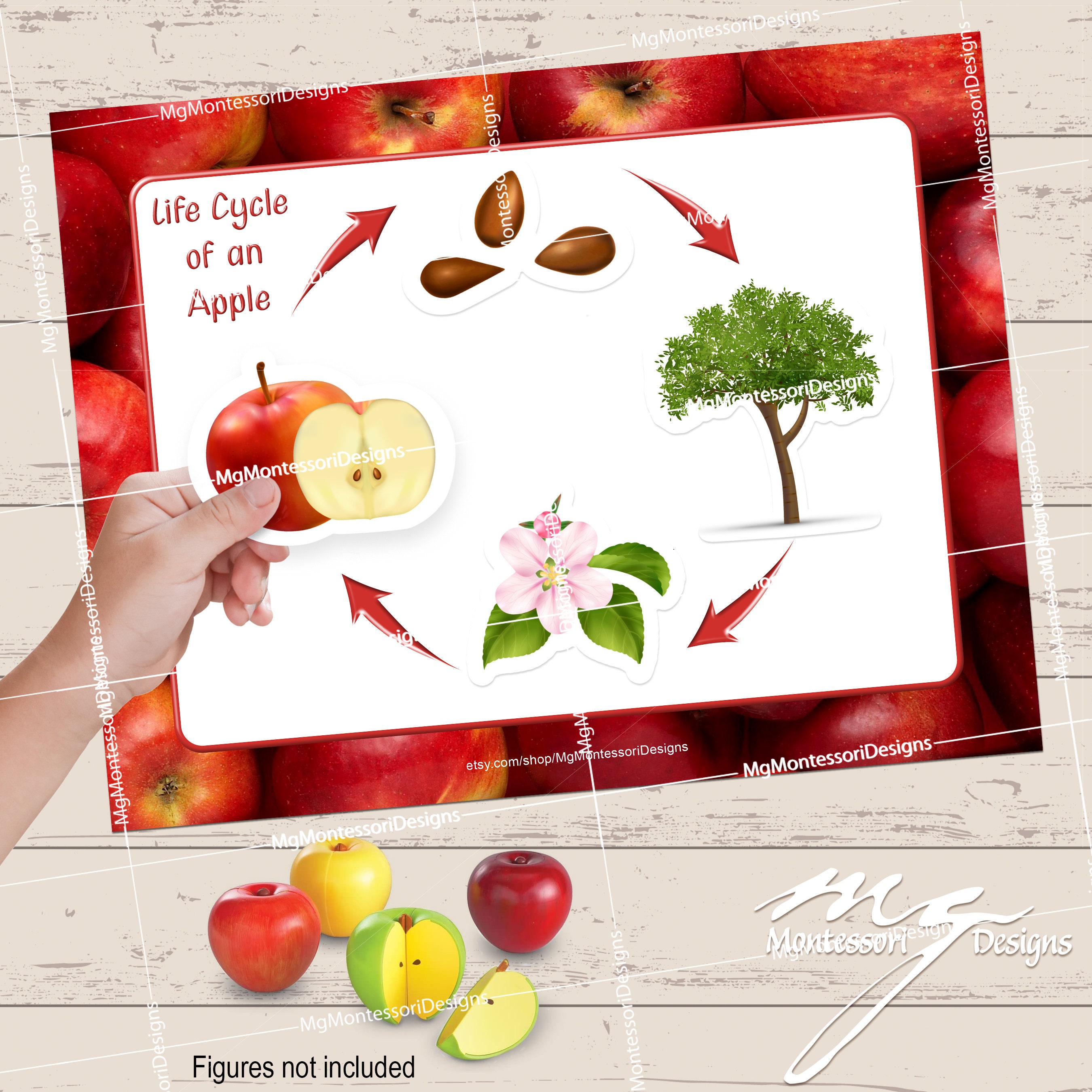 Life Cycle of an Apple • Botany Pack • Montessori Culture • Nature ...