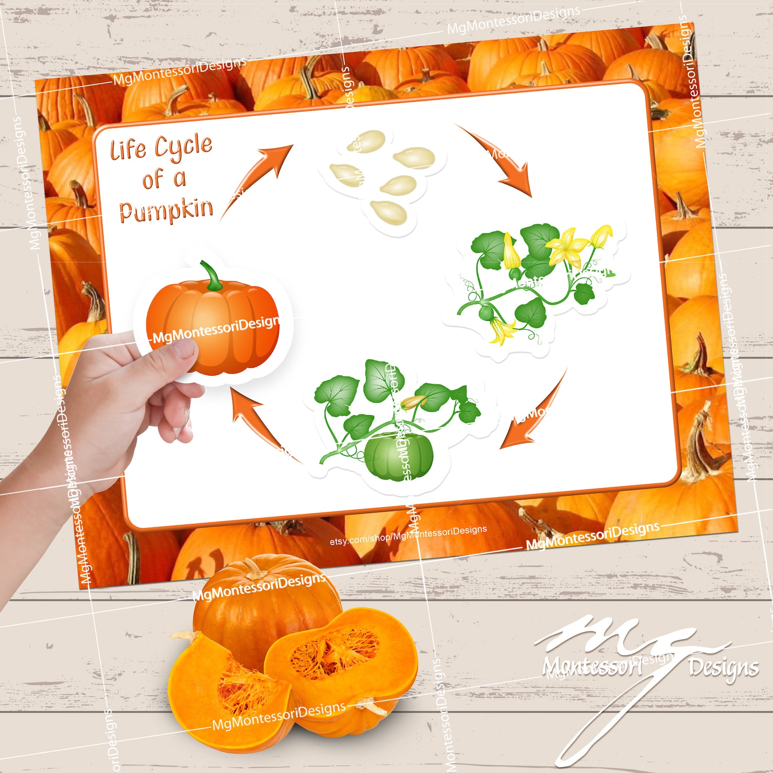 Life Cycle of a Pumpkin • Botany Pack • Montessori Culture • Nature ...