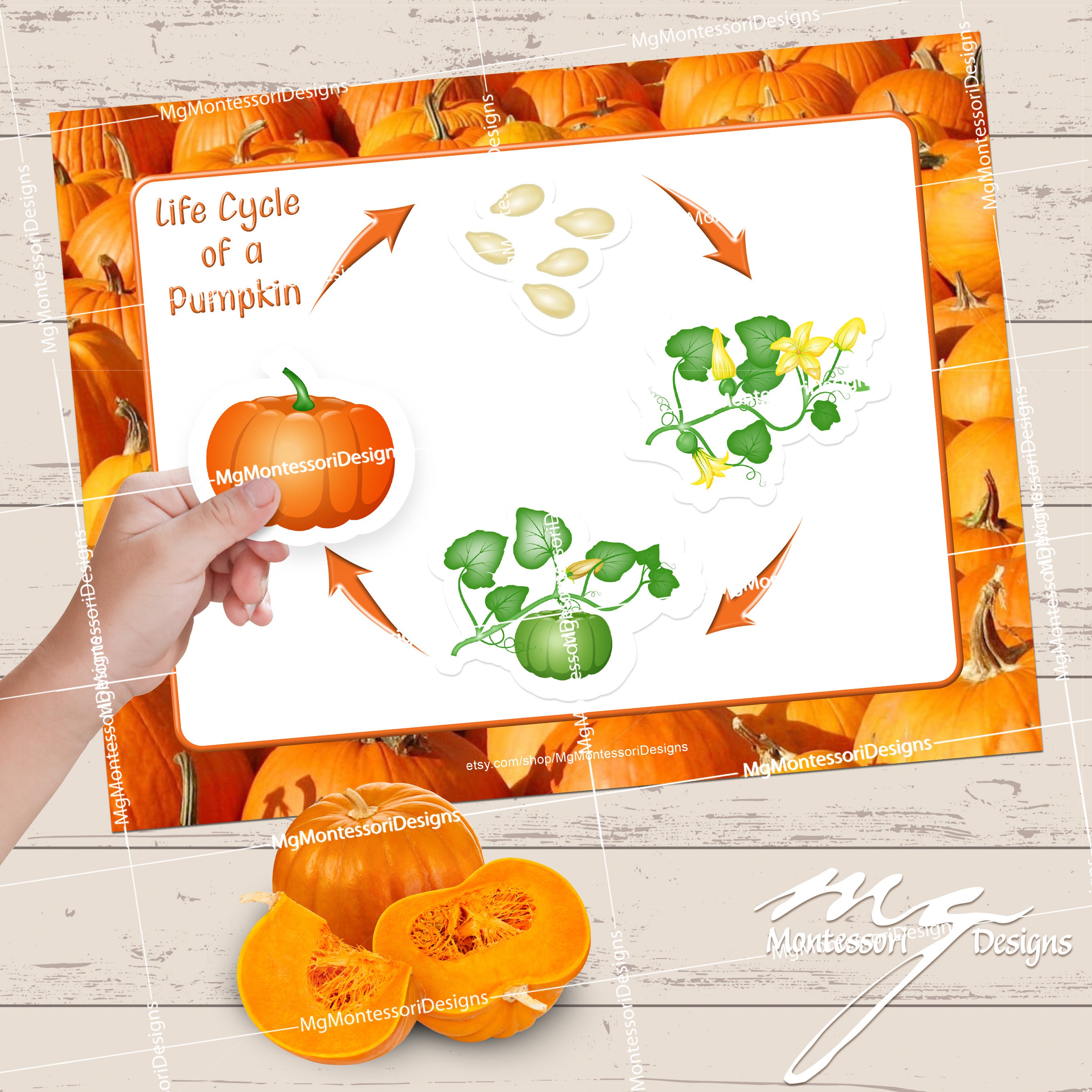 Life Cycle of a Pumpkin Botany Pack Montessori Culture Nature Study ...