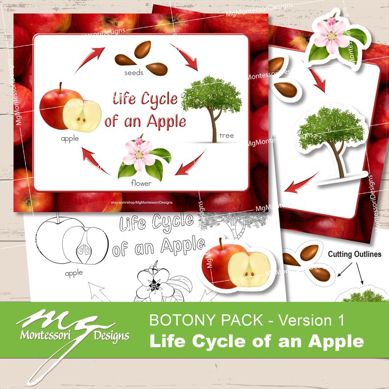 Life Cycle of an Apple Botany Pack Montessori Culture Nature Study ...