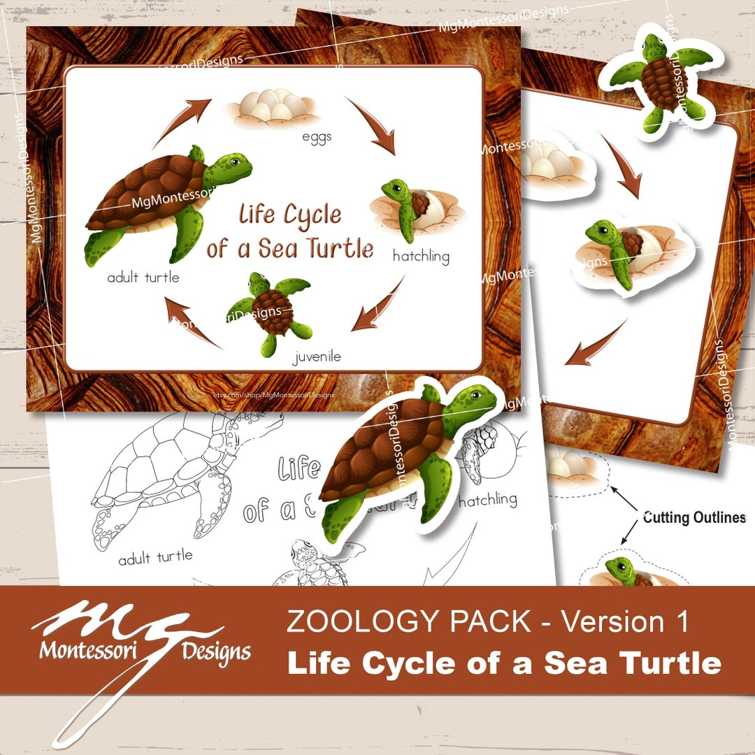 Life Cycle of a Sea Turtle Zoology Pack Montessori Culture Nature Study ...