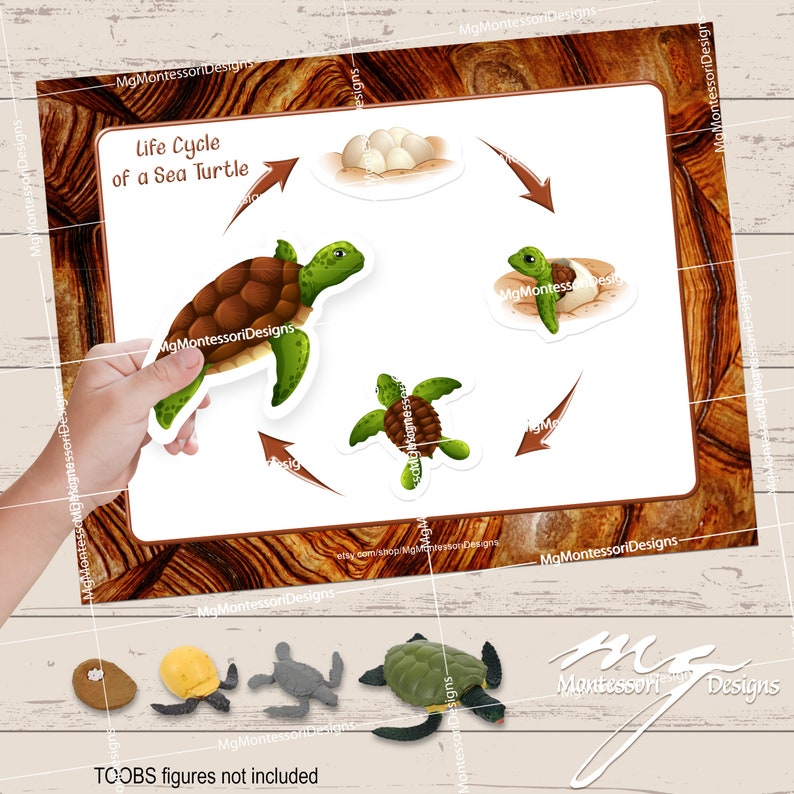 Life Cycle of a Sea Turtle Zoology Pack Montessori Culture Nature Study ...