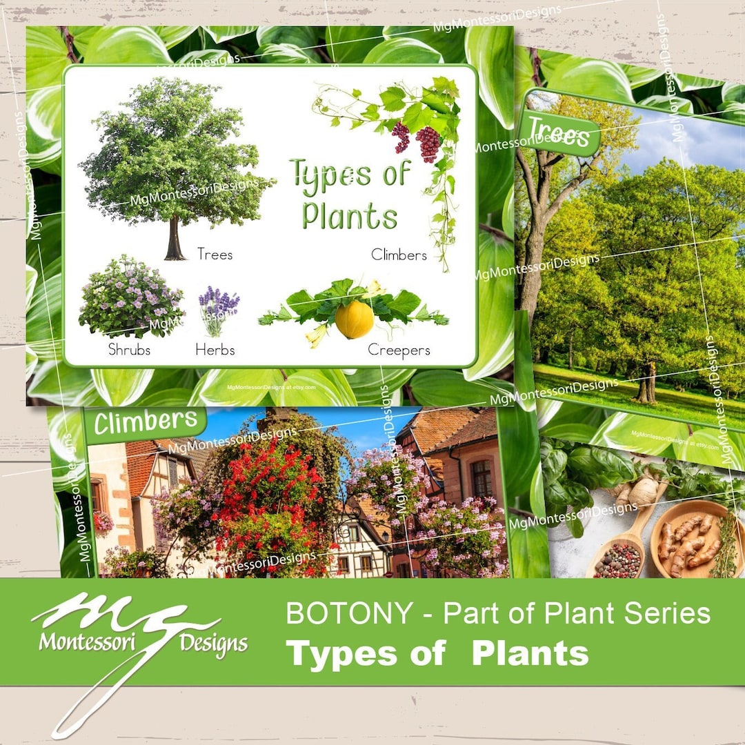 Types of Plants Botany Montessori Culture Nature Study Posters and ...