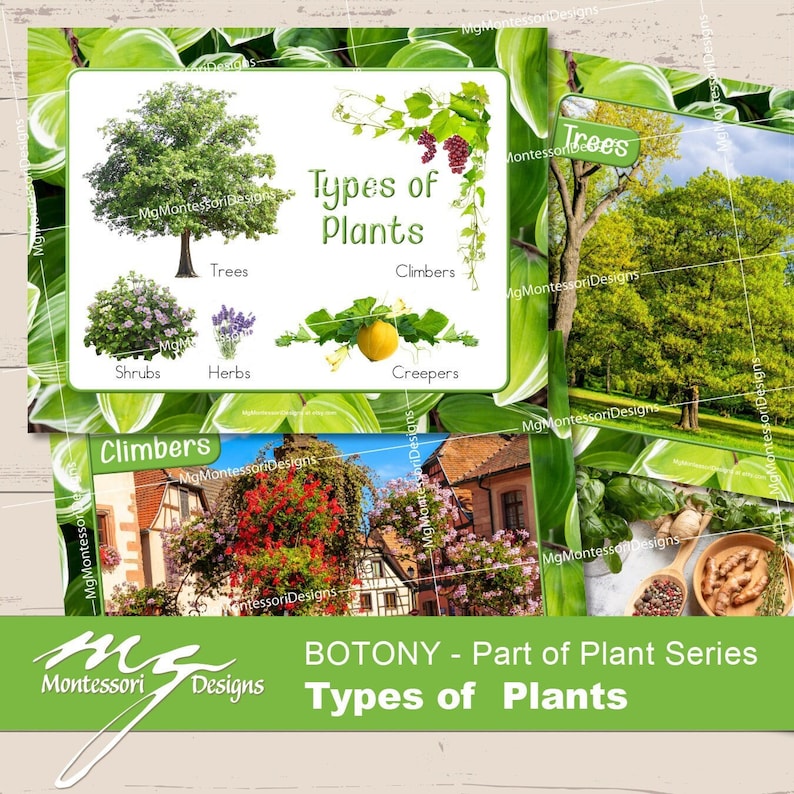 Types of Plants Botany Montessori Culture Nature Study Posters and ...