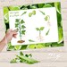 Life Cycle of a Plant Botany Pack Montessori Culture Nature Study ...