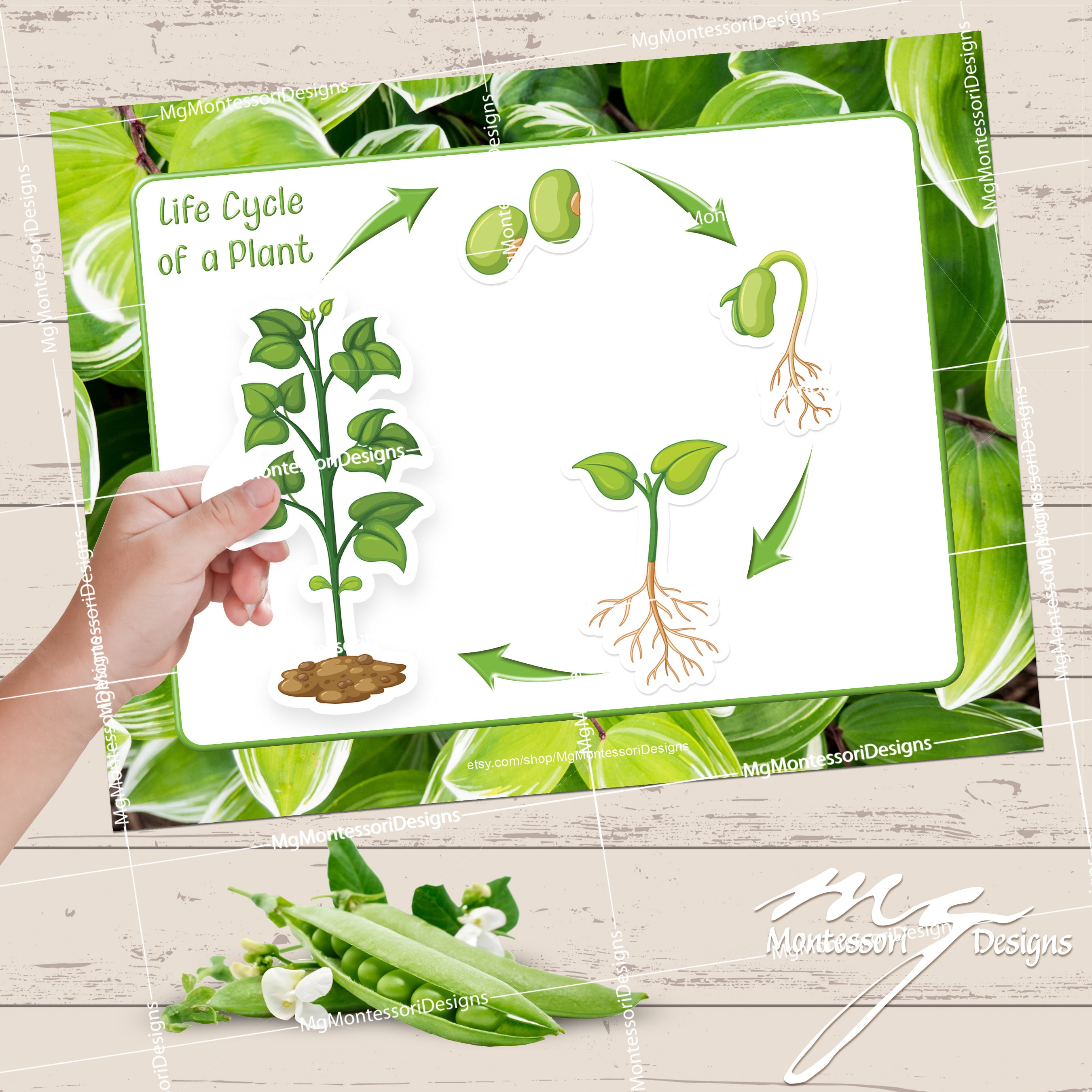 Life Cycle of a Plant Botany Pack Montessori Culture Nature Study ...