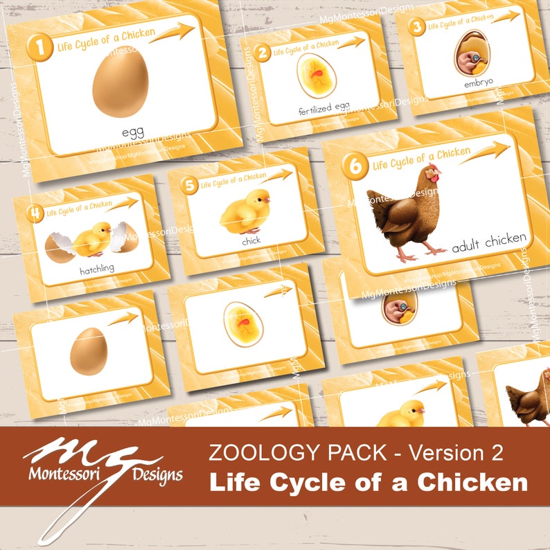 Life Cycle of a Chicken Zoology Pack Montessori Culture Nature Study ...
