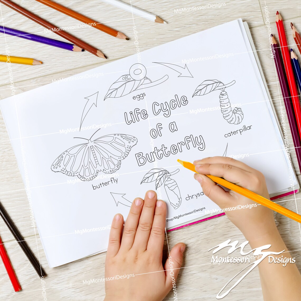 Life Cycle of a Butterfly Zoology Pack Montessori Culture Nature Study ...