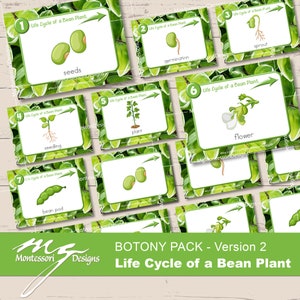 Life Cycle of a Plant Botany Pack Montessori Culture Nature Study ...
