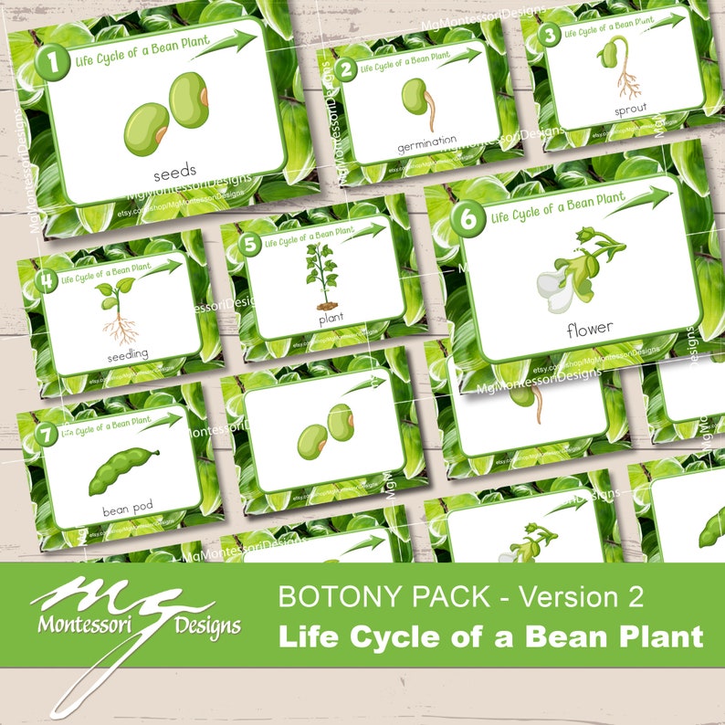 Life Cycle of a Plant Botany Pack Montessori Culture Nature Study ...