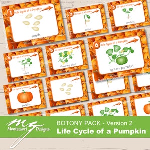 Life Cycle of a Pumpkin Botany Pack Montessori Culture Nature Study ...