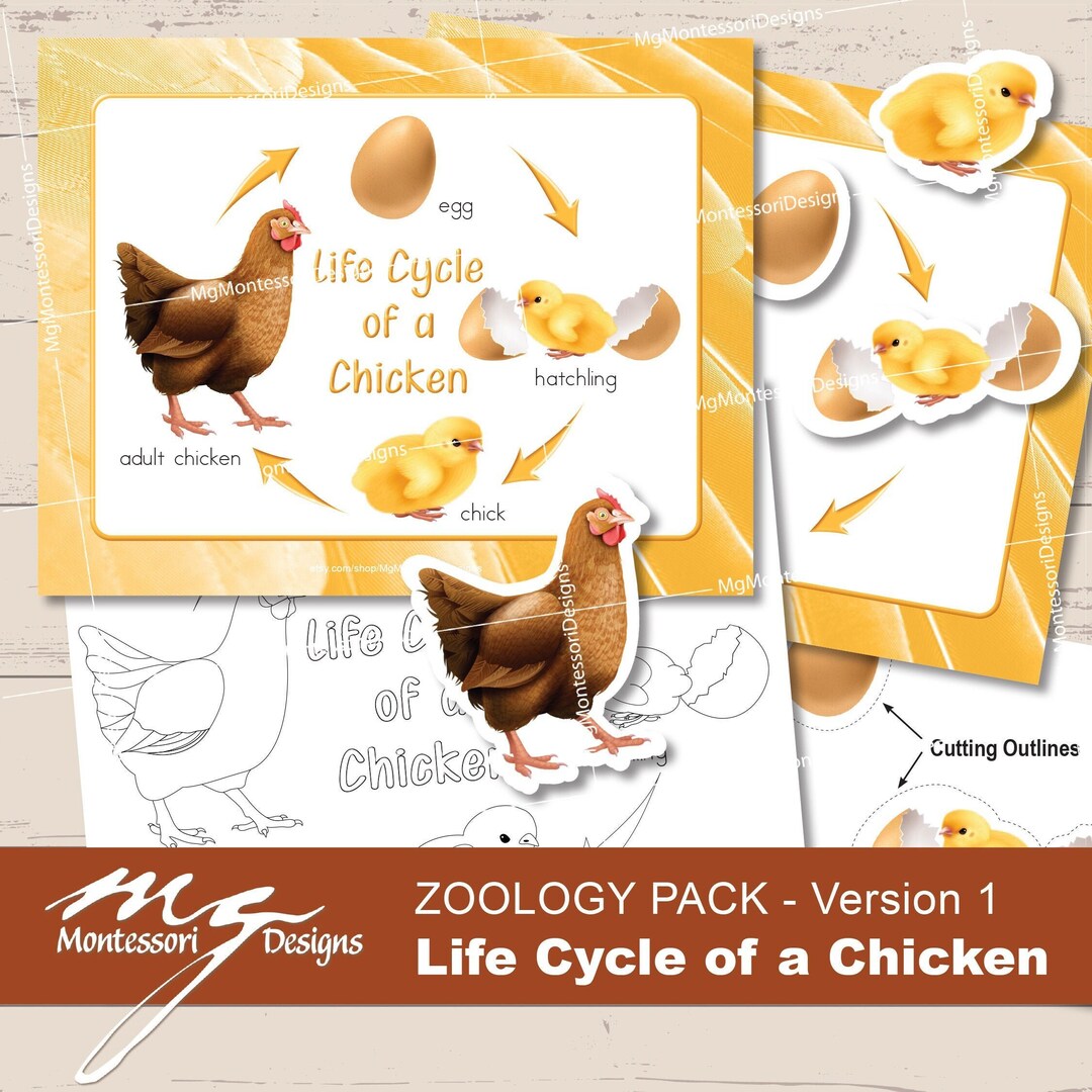Life Cycle of a Chicken Zoology Pack Montessori Culture Nature Study ...
