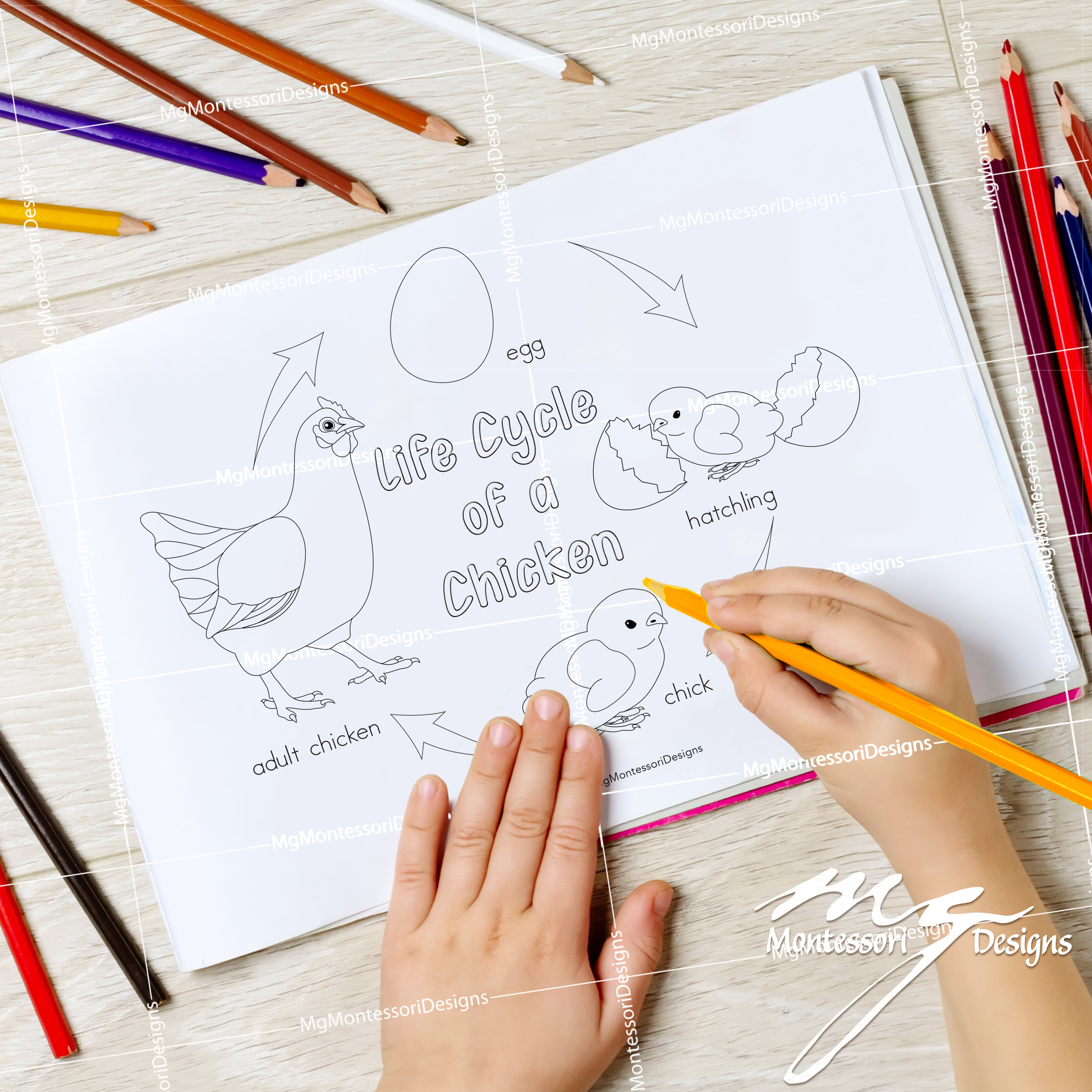 Life Cycle of a Chicken Zoology Pack Montessori Culture Nature Study ...