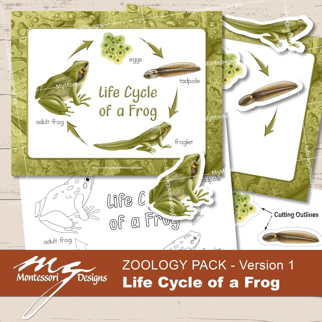 Life Cycle of a Frog Zoology Pack Montessori Culture Nature Study ...