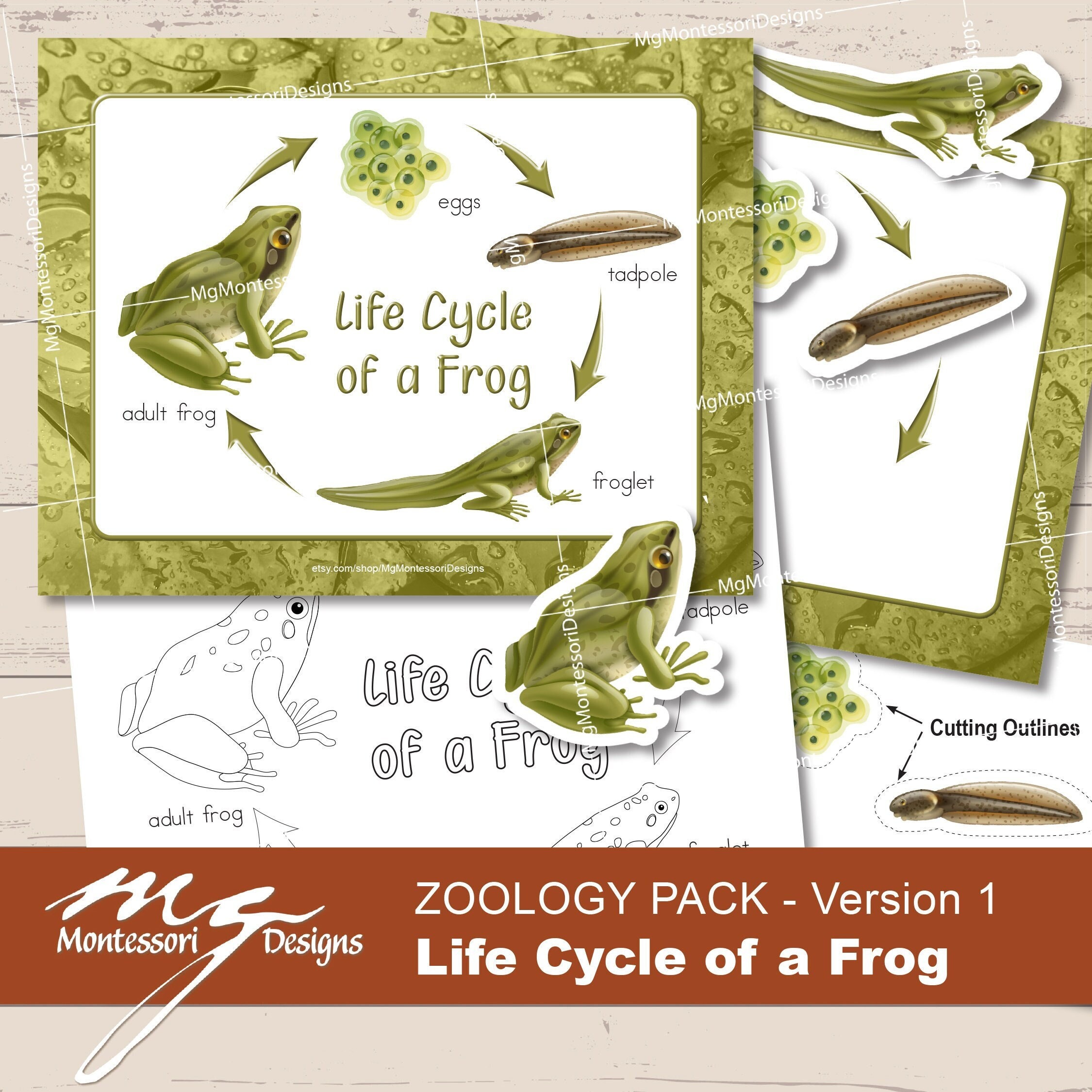 Life Cycle of a Frog Zoology Pack Montessori Culture Nature Study ...