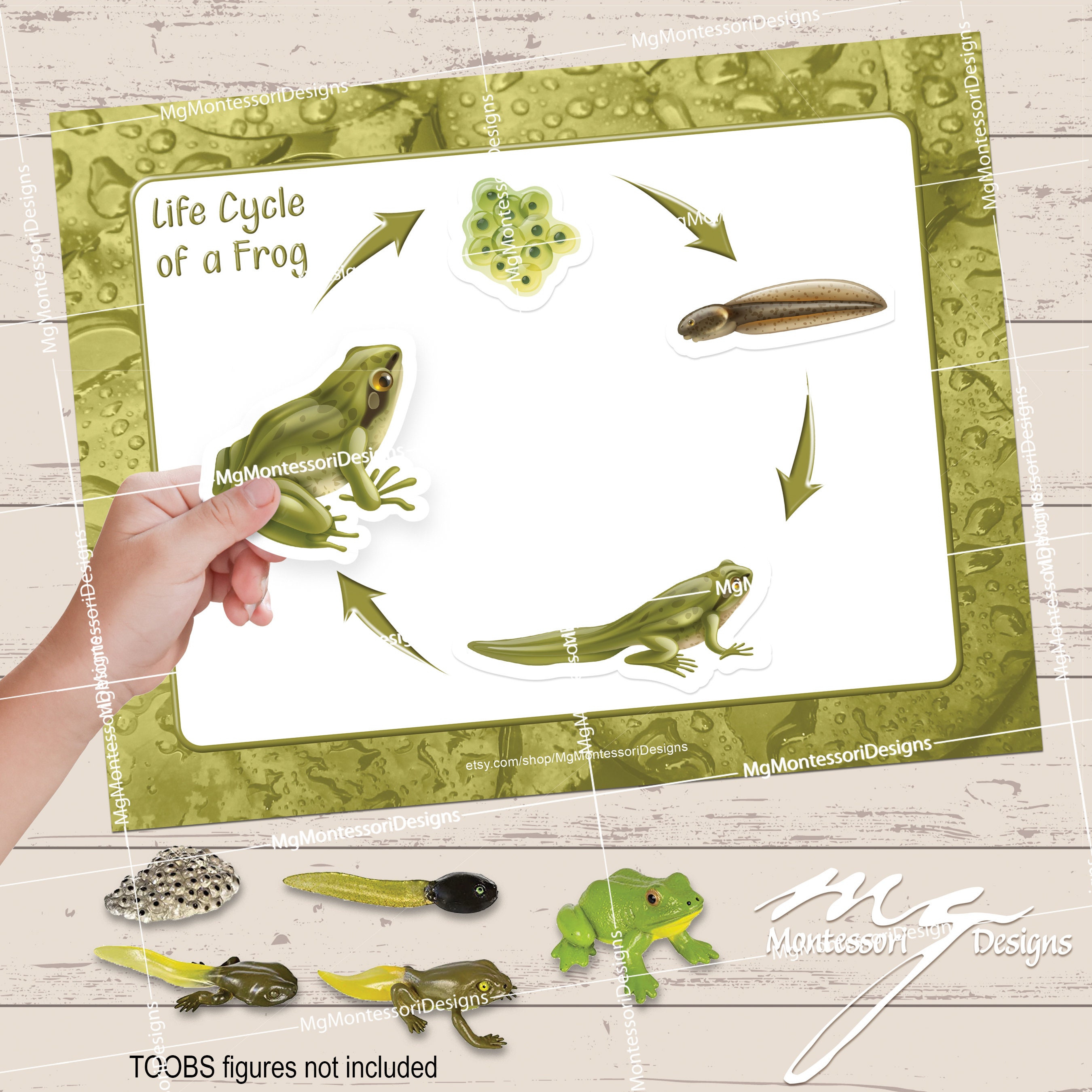 Life Cycle of a Frog Zoology Pack Montessori Culture Nature Study ...