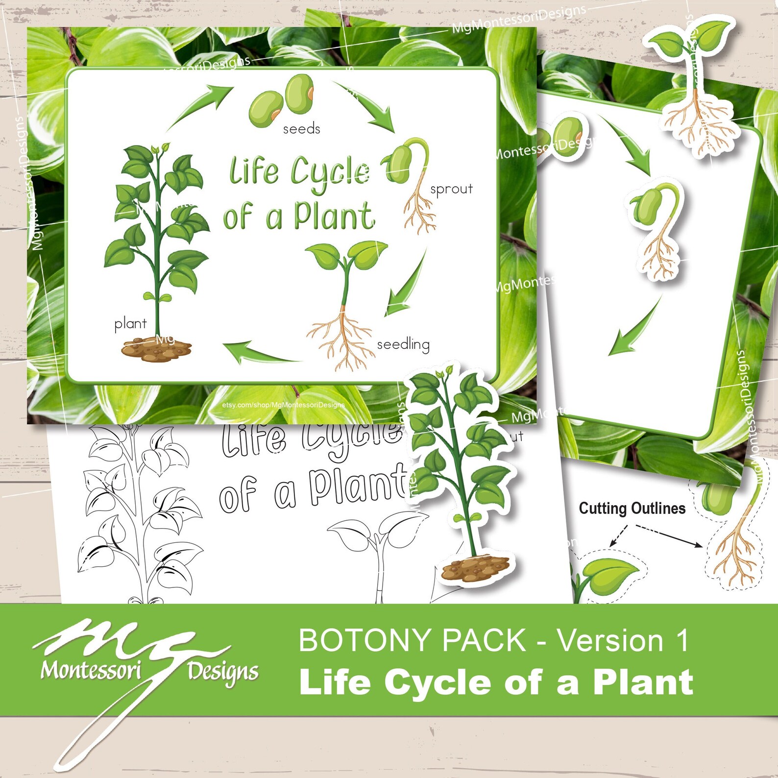 Life Cycle of a Plant Botany Pack Montessori Culture Nature Study ...