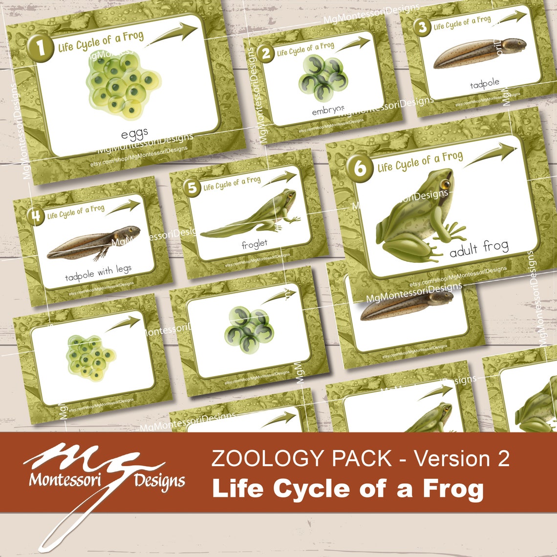 Life Cycle of a Frog Zoology Pack Montessori Culture - Etsy