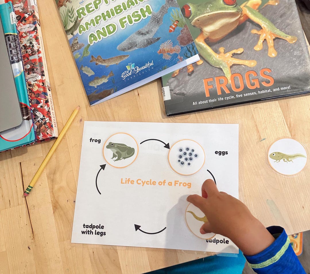 Small Reptile/amphibian Unit Printable, Kindergarten Unit Study ...