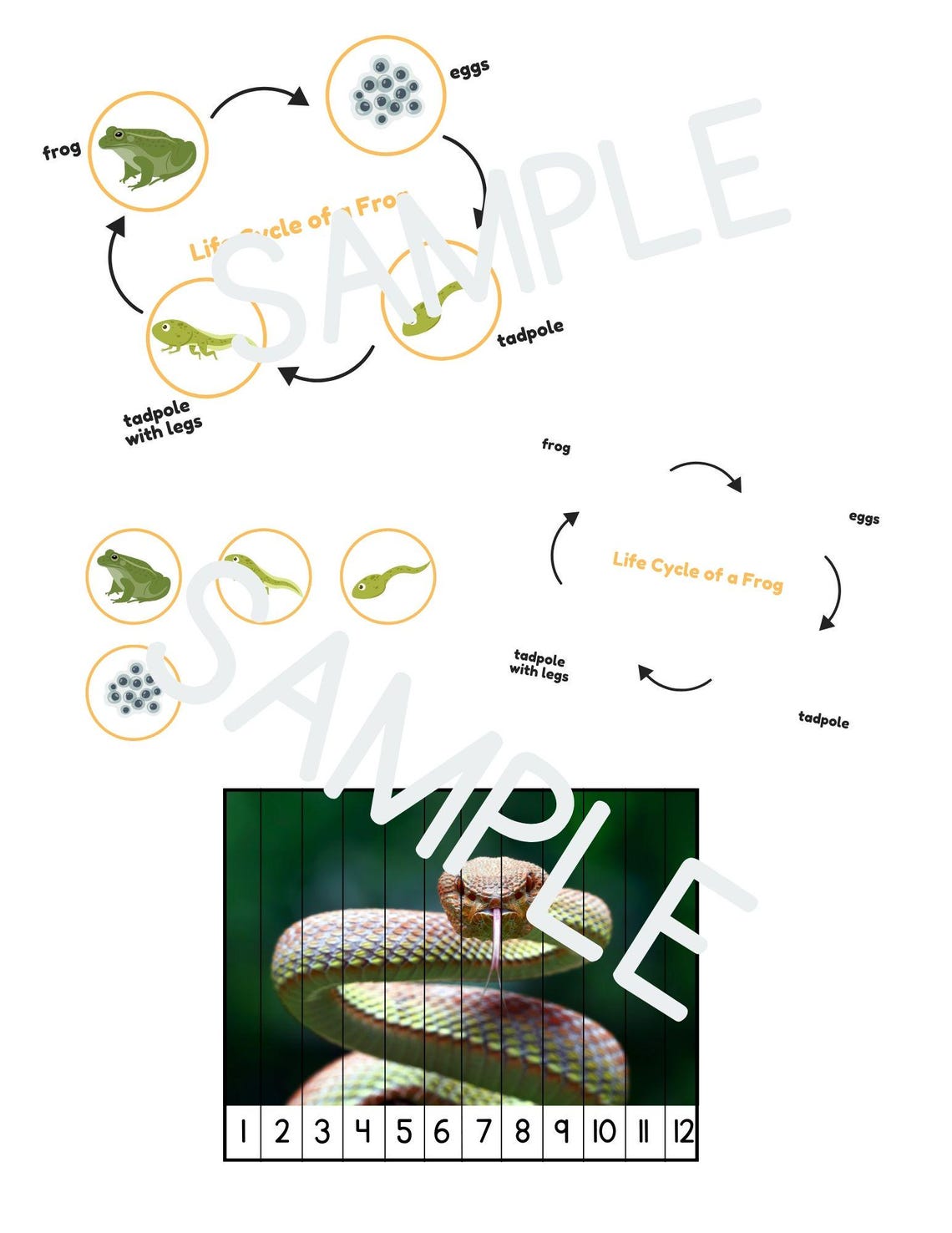 Reptile & Amphibian Unit Printable: Homeschool Activity (PDF) - Etsy