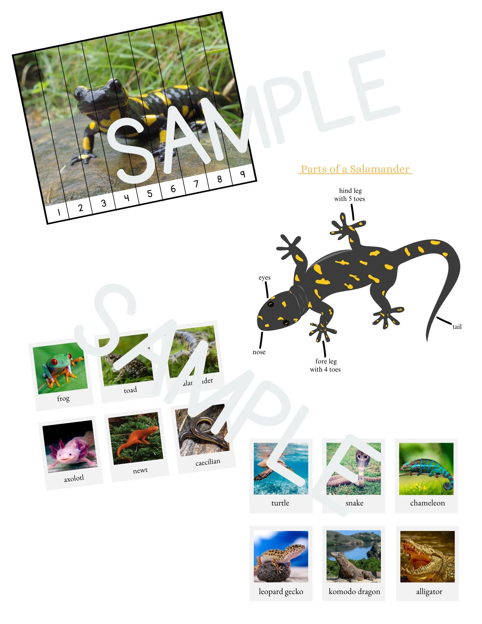 Reptile & Amphibian Unit Printable: Homeschool Activity (PDF) - Etsy
