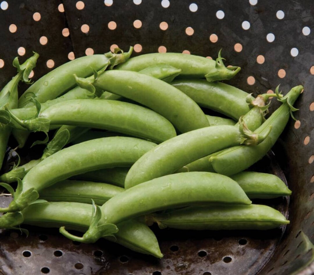 Sugar Snap Pea Seeds, AAS Winner, Sweet, Crisp Pods, Wilt and Frost ...