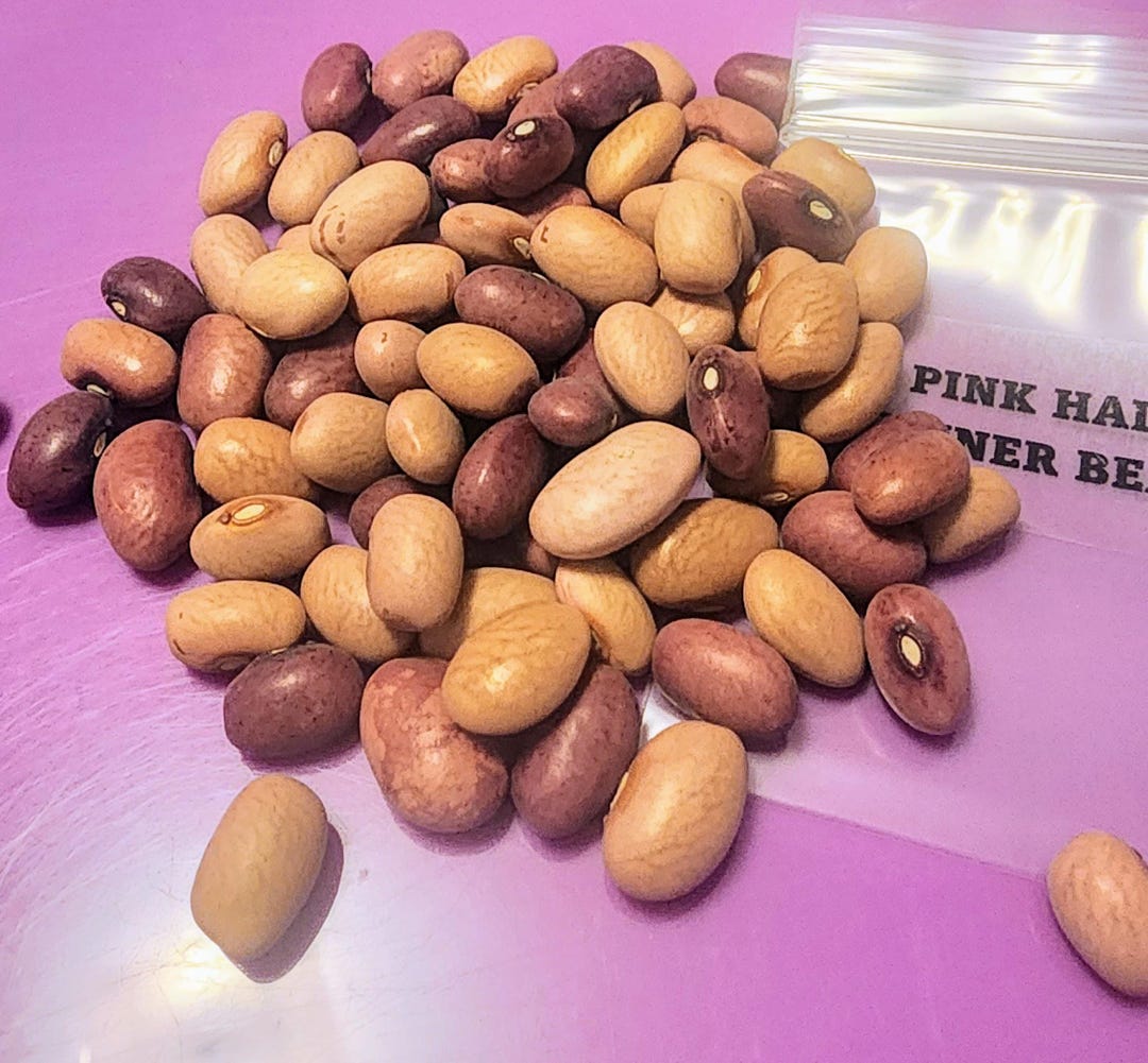 Pink Half Runner Bean Seeds, Heirloom, Peanut Bean, Use as a Snap or ...