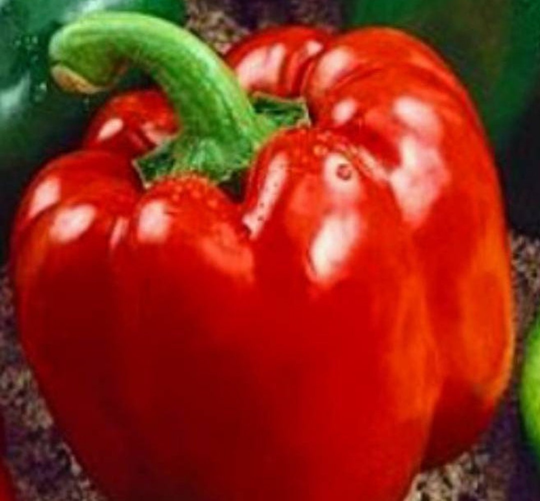 Big Red Sweet Pepper Seeds, Suitable for Containers, Plots, Greenhouses ...