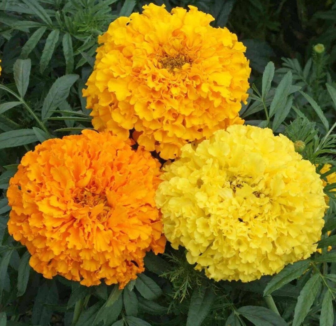 Cracker Jack Marigold Mix Seeds, Heirloom, Deters Garden Pests ...