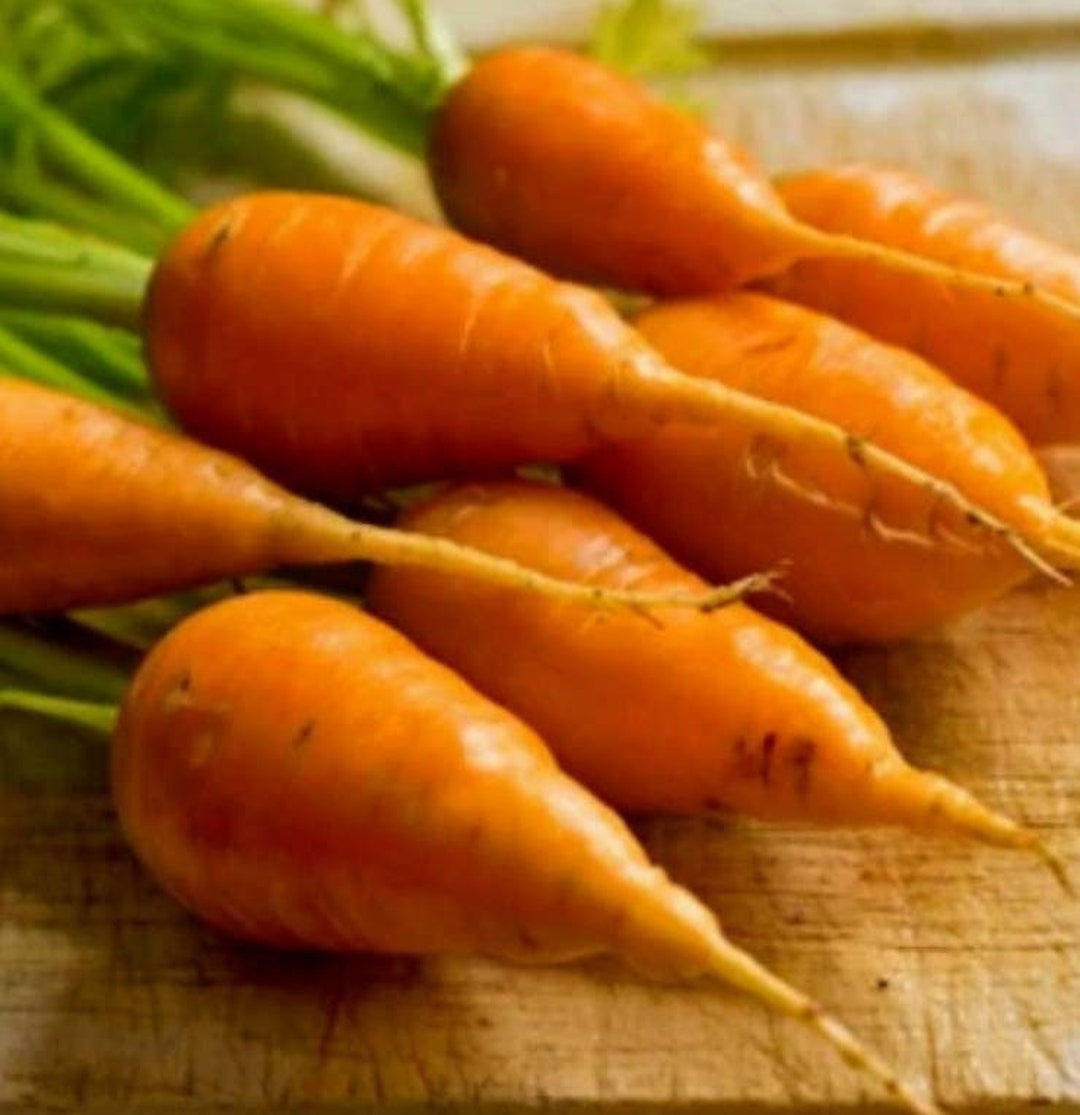 Chantenay Red Core Carrot Seeds, Heirloom Carrots, Heavy Soil Tolerant ...
