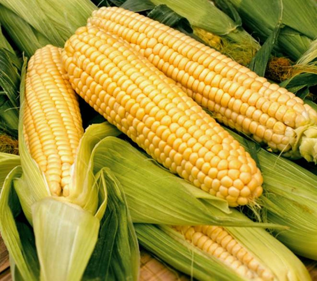 Bodacious Sweet Corn Seeds, Organic Sweet Corn Seeds, Disease Resistant ...