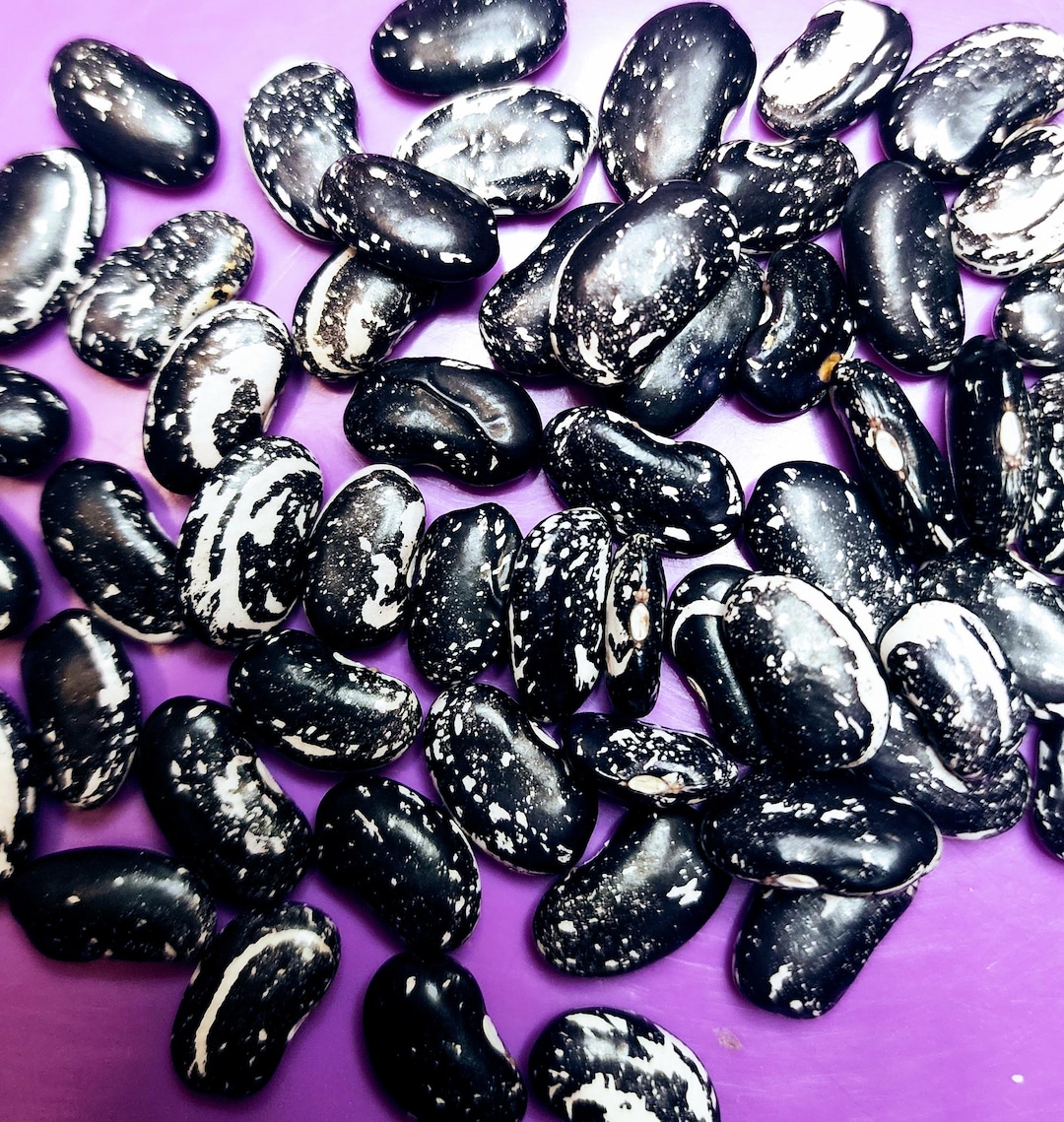 Iroquois Skunk Bean Seeds , Heirloom Pole Bean - Etsy