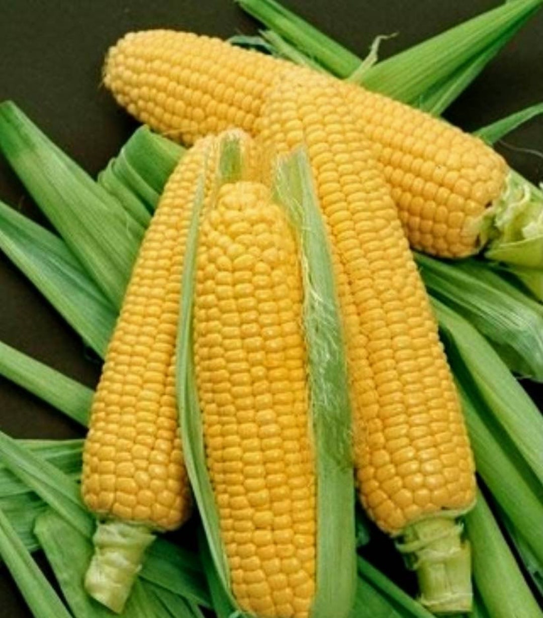 Early Sunglow Sweet Corn Seeds, Great for Small Gardens, Perfect for ...