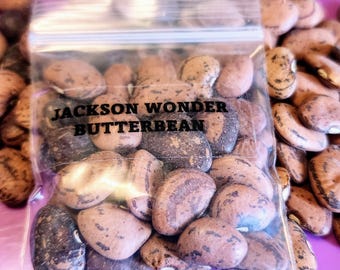 Christmas Lima Bean Seeds - Etsy