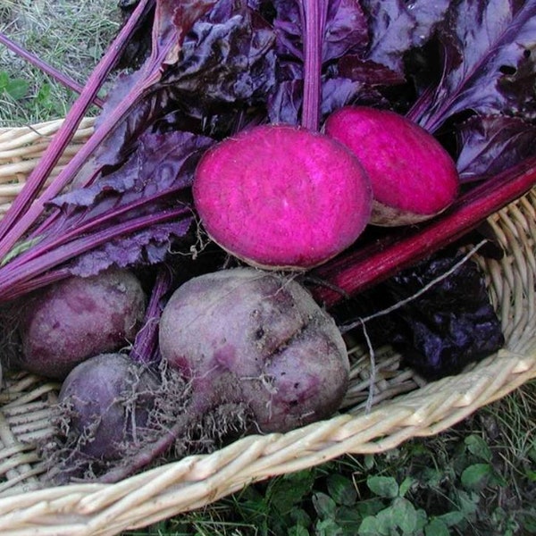 Ornamental Plants - Etsy